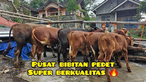 Hasil Mbolang Terbaru Ekor Bibitan Pedet Super Calon Jumbo Youtube