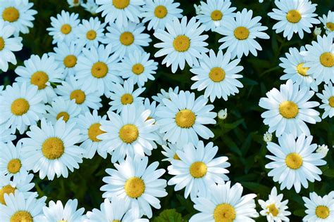 Daisy Flower Nature Free Photo On Pixabay