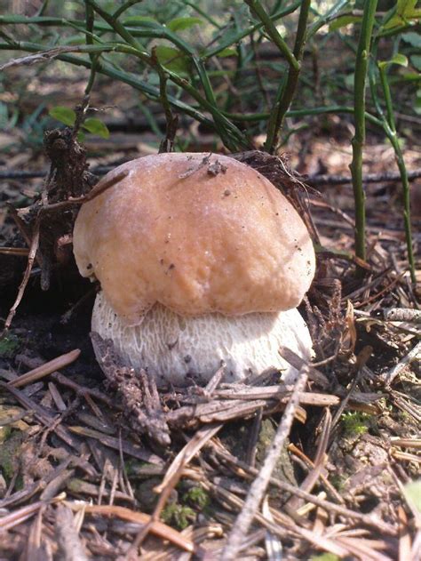 Grzyby Fungi Of Poland Mushrooms Grzyby Jadalne Grzyby Truj Ce Borowik