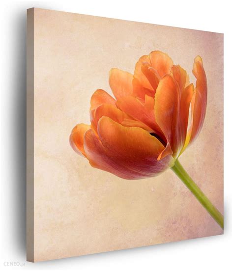 Mpink Obraz Na Płótnie Botanika Tulipan 80X80 Cm 5418 Opinie i