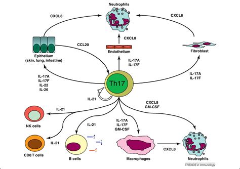 Defining The Human T Helper 17 Cell Phenotype Trends In Immunology