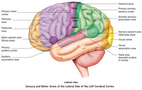 Motor Functions Motor Areas Of The Cerebral Cortex Descending Tracts