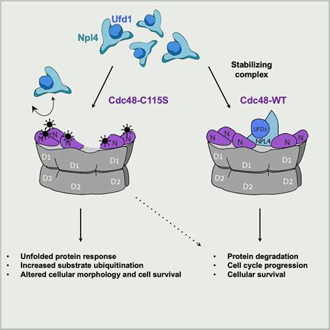 The Cdc48 N Terminal Domain Has A Molecular Switch That Mediates The