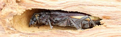 Insectes Parasites Bois Maison Ventana Blog