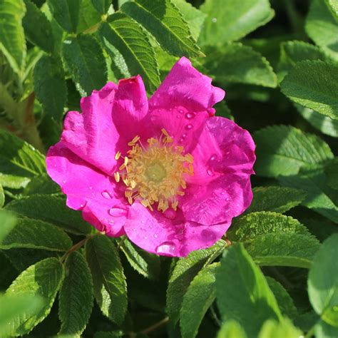 Apfelrose Kartoffelrose Hagebutte Rosa Rugosa Pflanzenschleuder