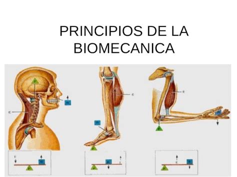 Ppt Principios De La Biomecanica Dokumen Tips
