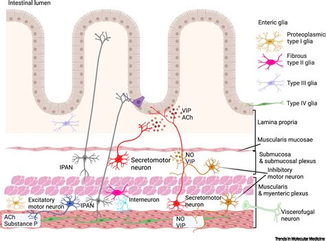 Environmental Perception And Control Of Gastrointestinal Immunity By