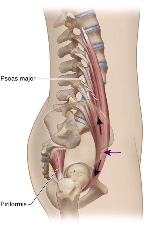 Psoas Major Function Summary Of Psoas Major Function