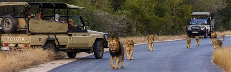 Rwanda Wildlife Safari Best Deals On Gorilla Tours Chimp Trekking