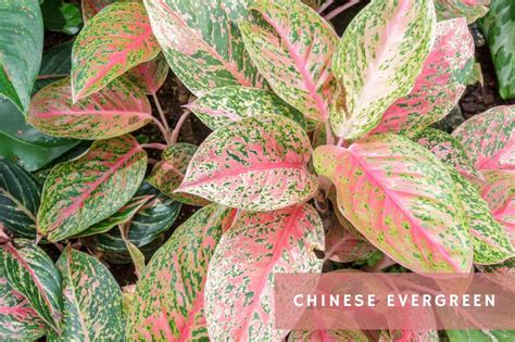 Pink Plants Houseplants With Pink And Green Leaves Apartment Buds