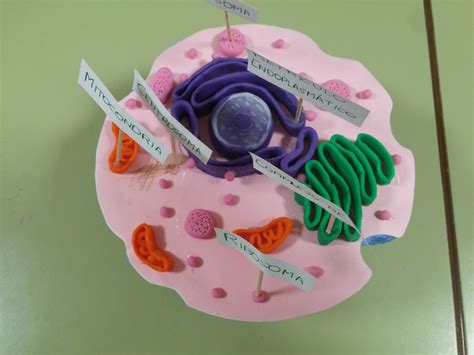 EXPERIMENTOS DE CIENCIAS MAQUETAS DE CÉLULAS
