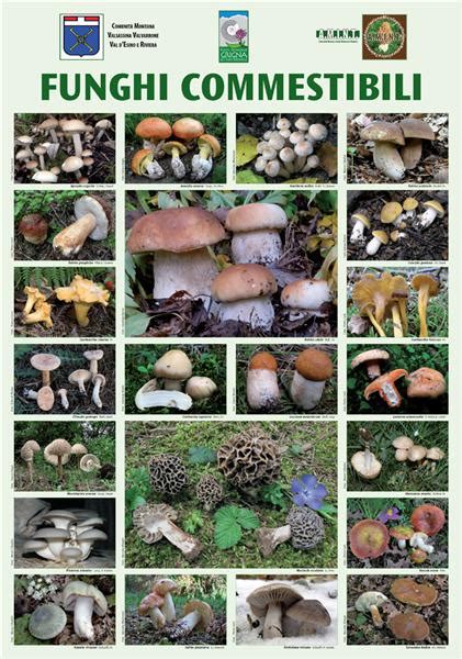 Raccolta Funghi Consigli Per Evitare Le Intossicazioni GreenMe