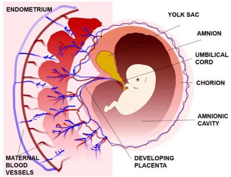 A Foetus Within The Uterus Alongside The Extraembryonic Membranes 137
