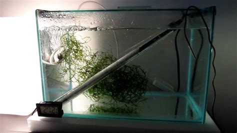 Guppy BREEDING SETUP INTRO YouTube