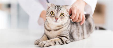 Cada cuándo llevar a mi gato al veterinario