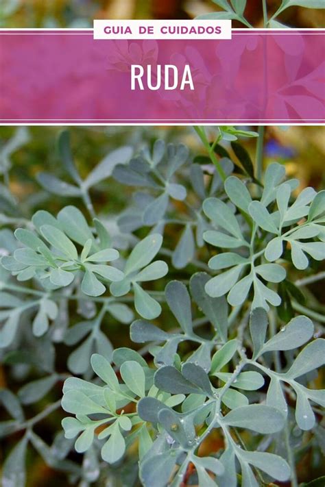 Ruda Para Que Sirve Y Cuidados Ruta Graveolens Chalepensis Cuidado
