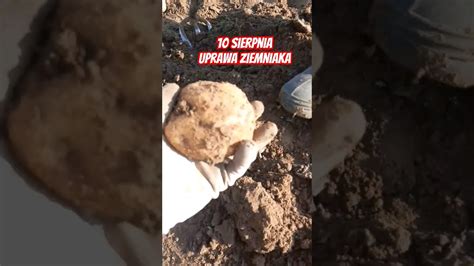Uprawa ziemniaka susza i gwałtowne opady deszczu czy coś wykopiemy
