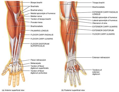 Intrinsic And Extrinsic Muscles Of The Hand