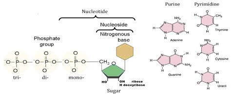 Nucleoside Nucleotide Analysis Service Creative Proteomics
