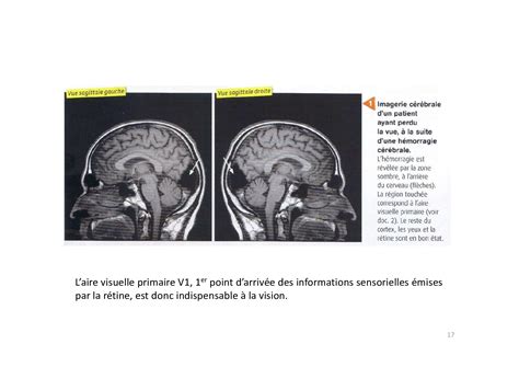 Rappels Neurone Et Fibre Musculaire La Communication Nerveuse