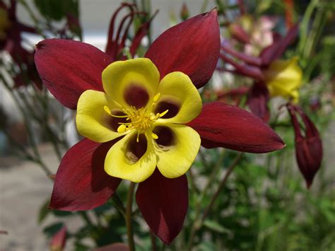1440x900 Wallpaper Yellow And Red Petaled Flower Peakpx