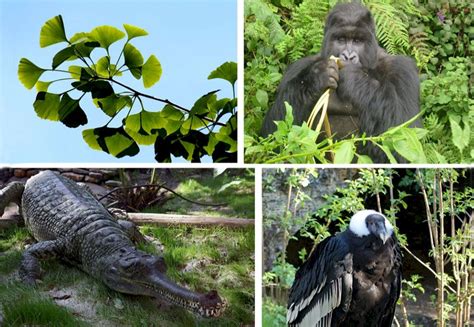 Cuántas especies animales y vegetales están en peligro de extinción