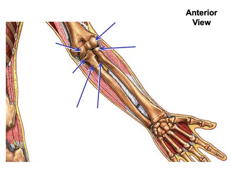 Anterior Forearm Diagram Quizlet