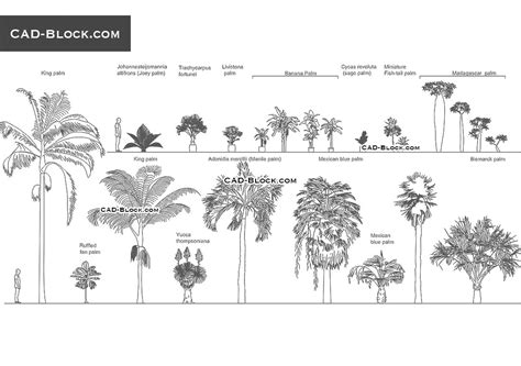Palm Trees DWG Vector Drawings