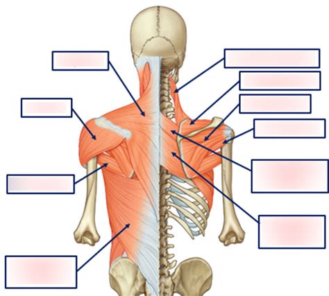 Anterior Shoulder Muscles Diagram