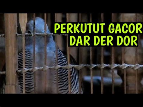 PERKUTUT LOKAL GACOR Suara Besar Pancingan Bunyi COCOK UNTUK SEMUA