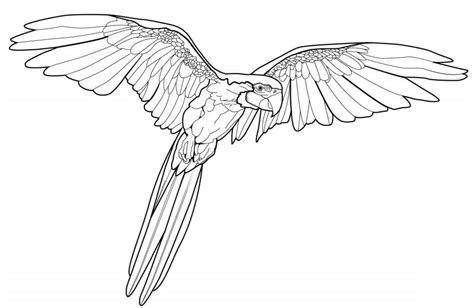 Arara Voando Para Colorir Imprimir E Desenhar Colorir Me