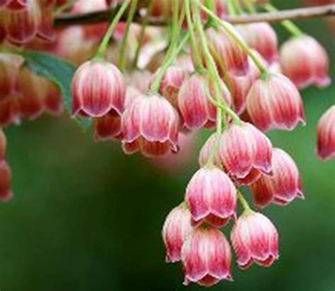 Pink Lily Of The Valley Pink Bonito Lily Flowers Valley HD