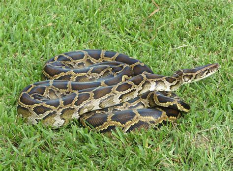 Invasive Species Description Characteristics Examples Solutions