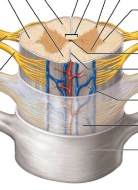 Spinal Cord Pt Diagram Quizlet