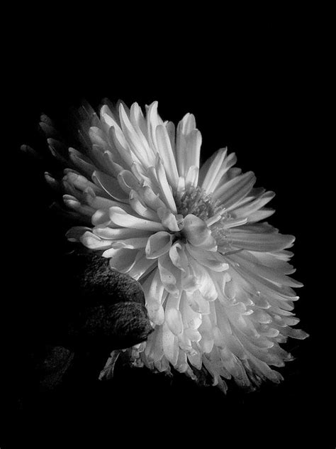 Pixabay Pixabay