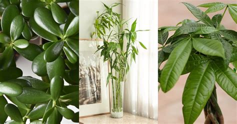 Best Plants For Living Room Feng Shui Baci Living Room