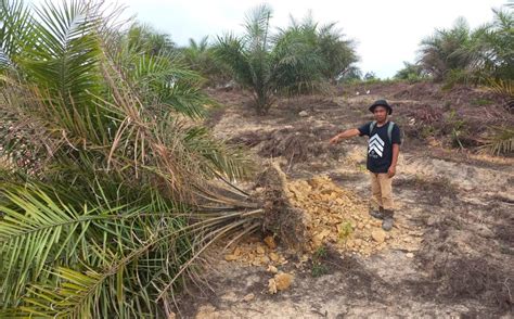 Ribuan Hektar Kebun Sawit Dirusak Gorby H Halim Minta Anak Buah Tenang