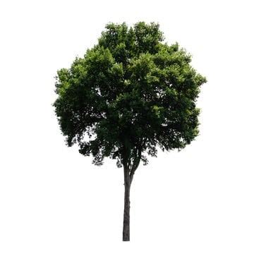 Trees Isolated On White Trees Isolated On White Tree PNG Transparent