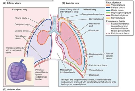 Pleura Lungs Tbt Flashcards Quizlet