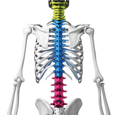 Modelo Anat Mico Coluna Vertebral Lombar Anatomia Humana R Em The The