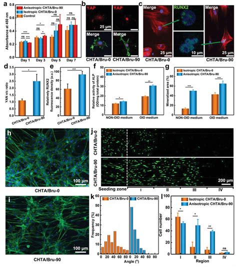 BMSCs In Vitro Osteogenic Differentiation And Directional Migration On