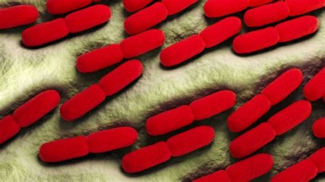 Lactobacillus Bulgaricus O Que São e Para Que Serve MundoBoaForma