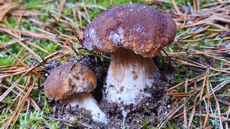 Przepi Kne I Grube Borowiki Jeden Przy Drugim Wysyp Podgrzybk W