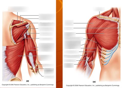 Muscles That Move The Arm Diagram Quizlet