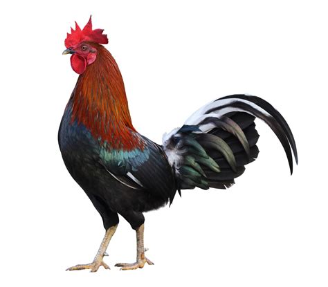 Colorido Gallo Macho De Rango Libre Aislado Sobre Fondo Blanco
