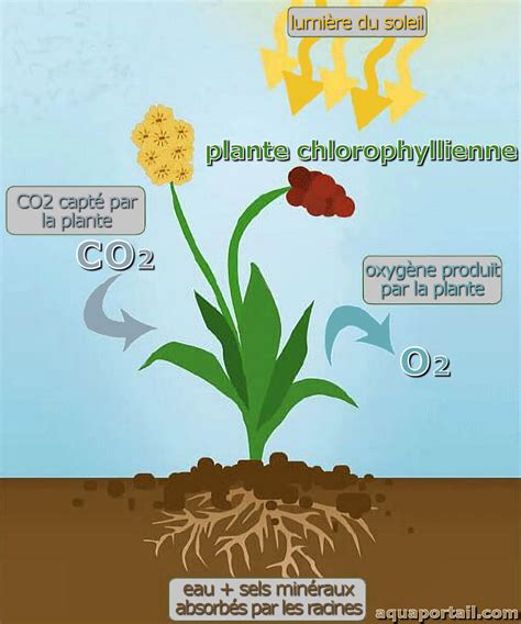 Chlorophylle Def