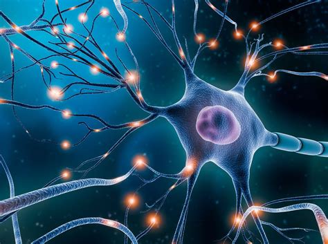 Neurons And Synapses In The Brain
