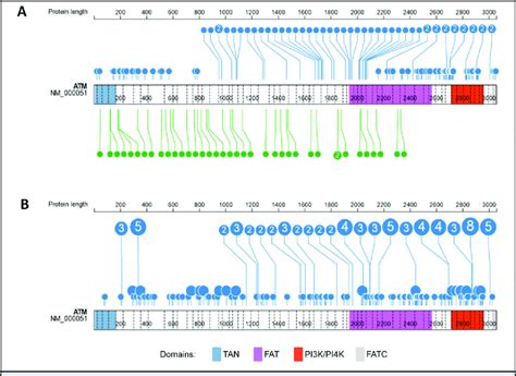 distribution of missense variants along the atm protein a germline download scientific