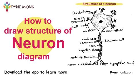 How To Draw Science Diagrams Neuron Easy Step By Step Science