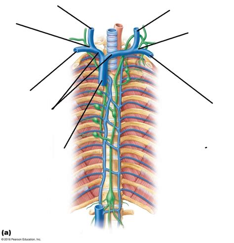 Lymphatic Ducts Diagram Quizlet